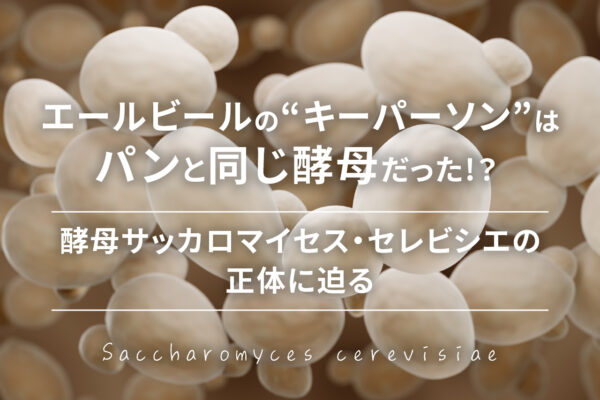 エールビールの“キーパーソン”はパンと同じ酵母だった？ 酵母サッカロマイセス・セレビシエの正体に迫る | BEERTIFUL MAP
