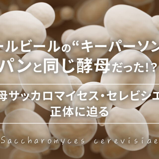 エールビールの“キーパーソン”はパンと同じ酵母だった？ 酵母サッカロマイセス・セレビシエの正体に迫る | BEERTIFUL MAP